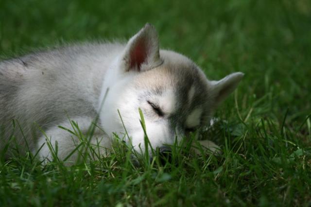 Inyabu - Siberian Husky
