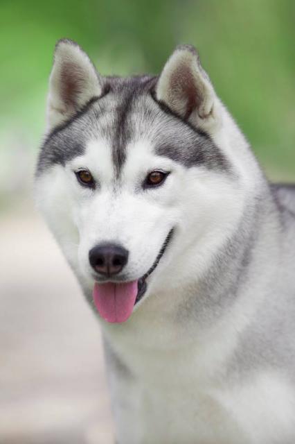 Inyabu - Siberian Husky